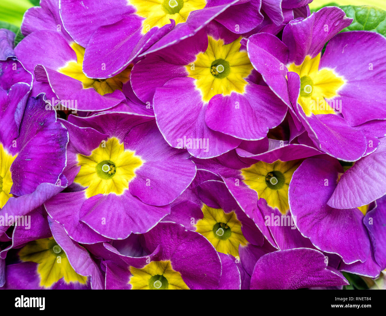 Violet primrose hi-res stock photography and images - Alamy