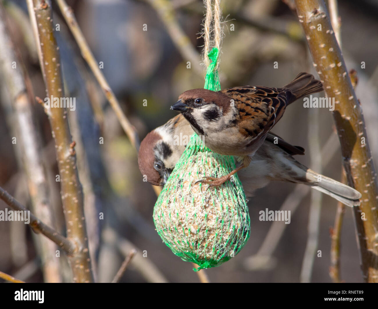 Eurasian Tree Sparrows (Passer montanus) feeding on the a ball hanged ...
