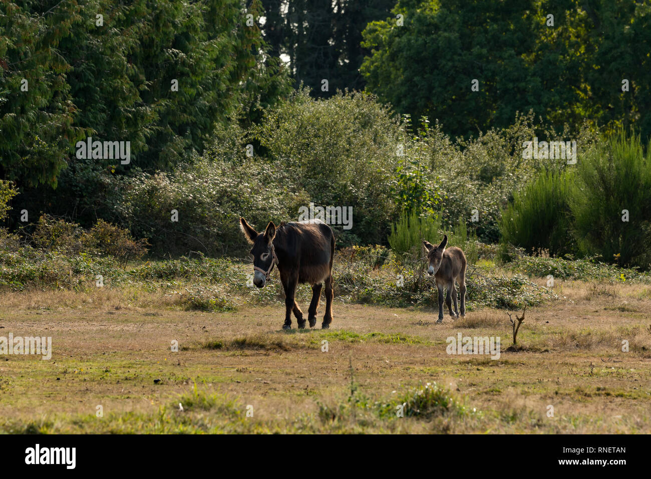 Donkey grazing on green pasture hi-res stock photography and images - Alamy