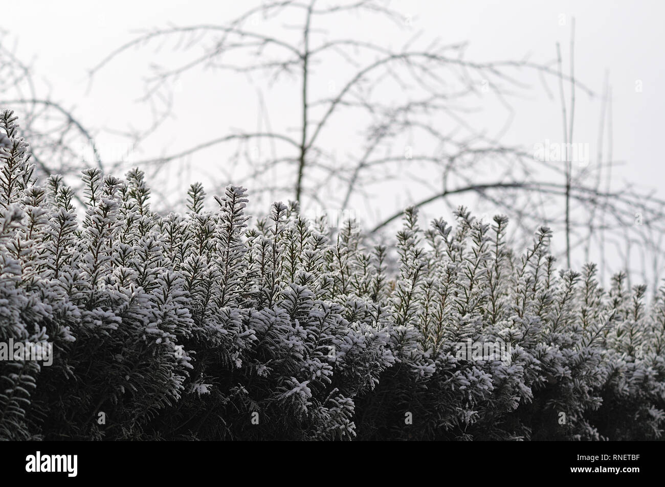 Yew hedge winter hi-res stock photography and images - Alamy