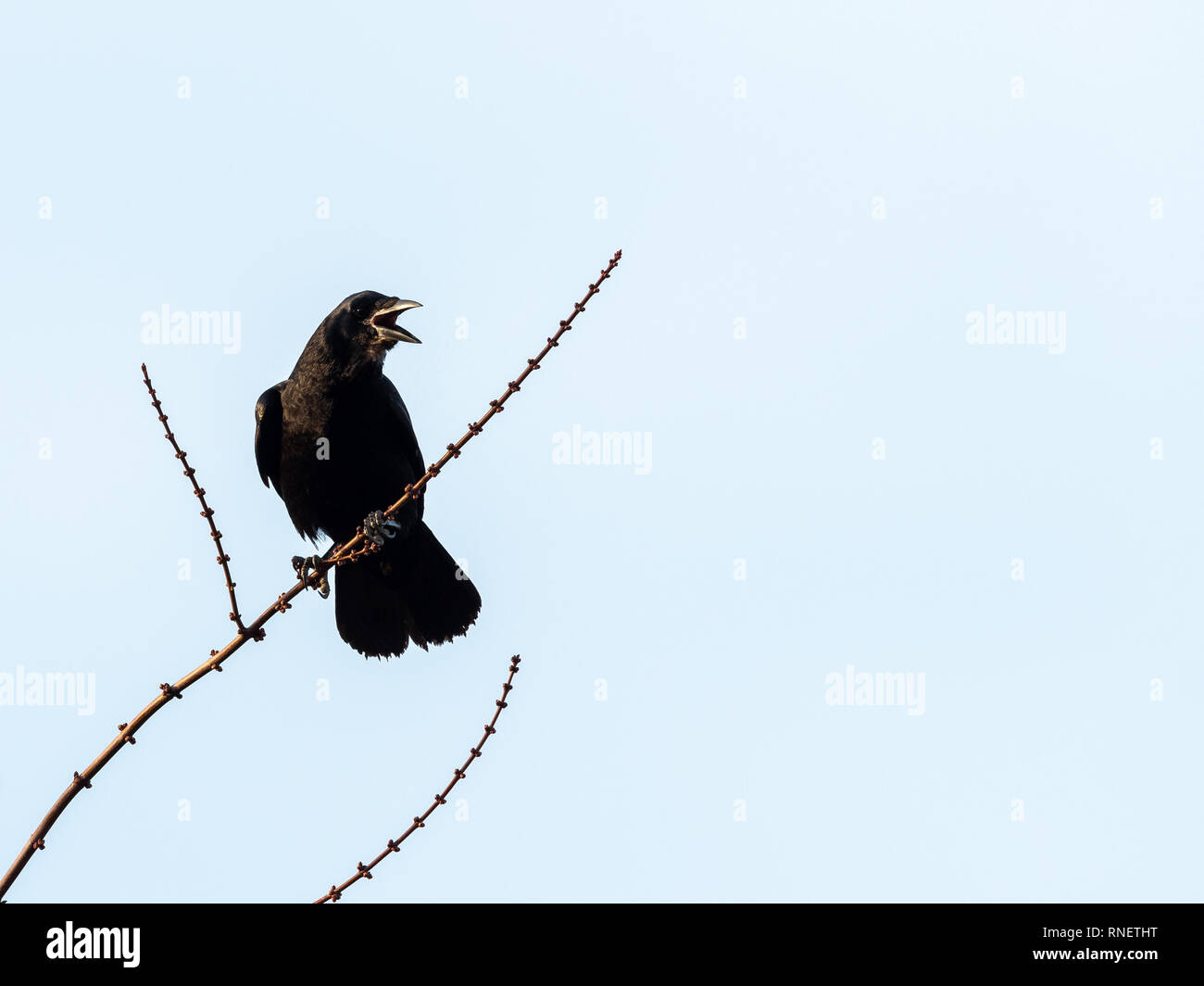 Loud crowing sound hi-res stock photography and images - Alamy