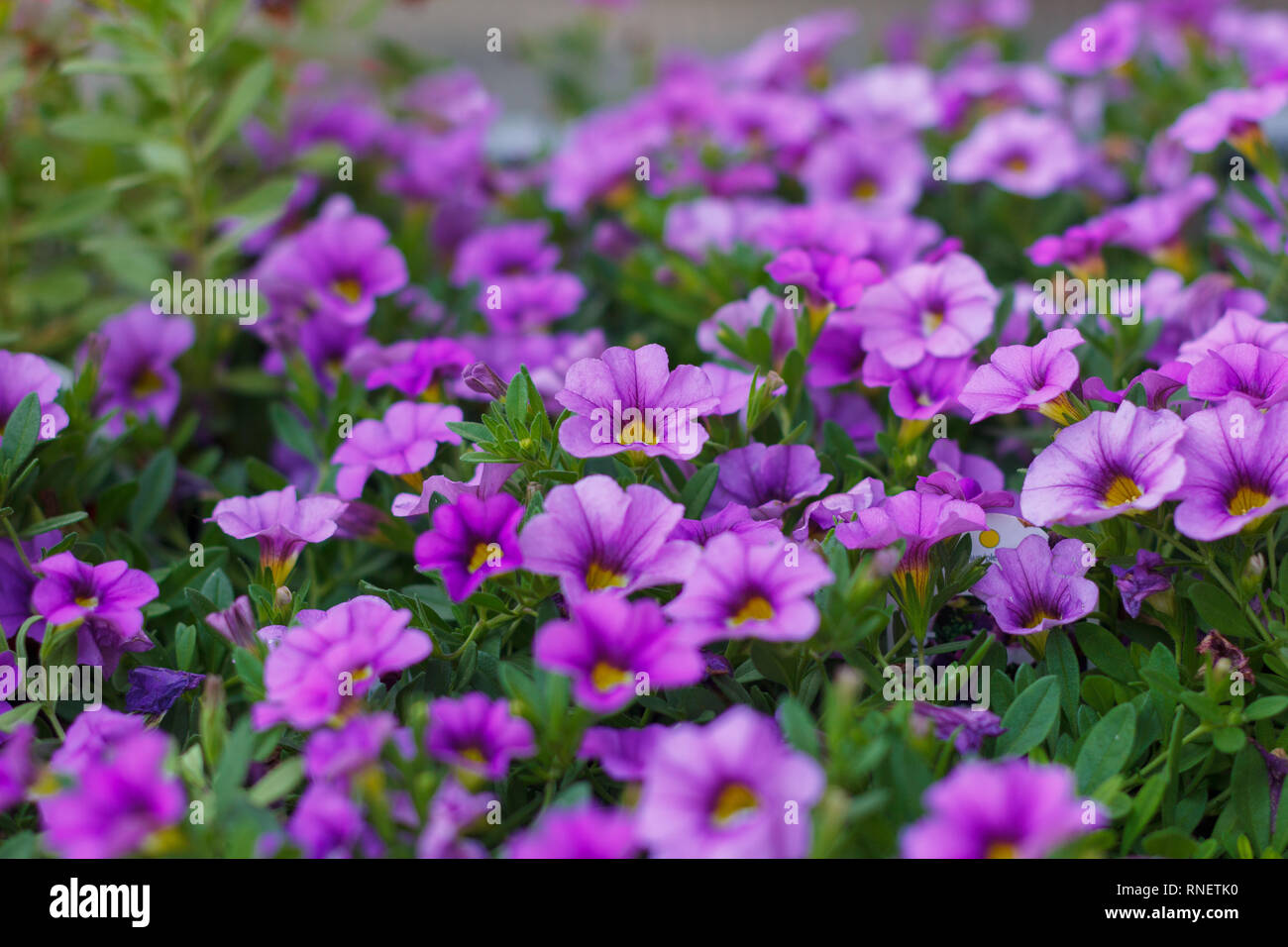 Calibrachoa million bells hi-res stock photography and images - Alamy