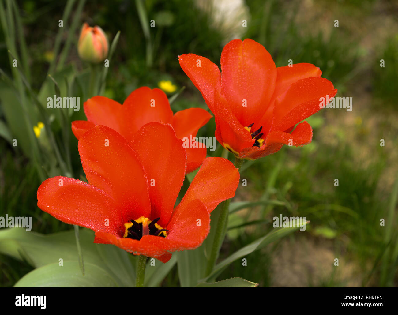 Rastlina hi-res stock photography and images - Alamy