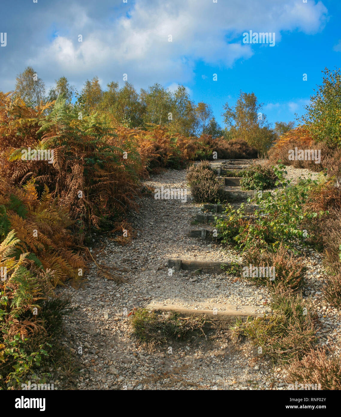 Steps on a countryside walk in Berkshire, UK Stock Photo - Alamy