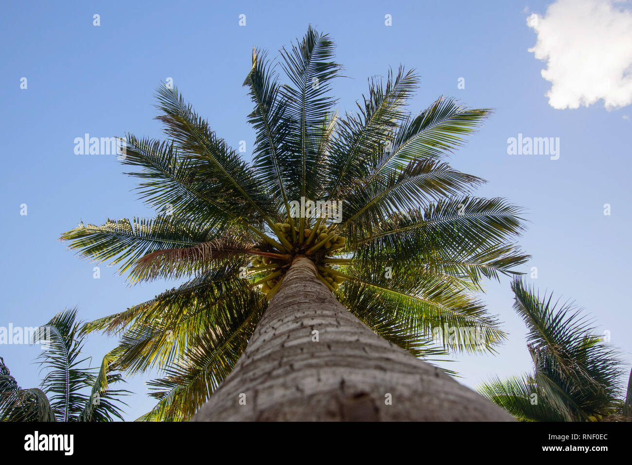 Bottom view coconut palm hi-res stock photography and images - Alamy