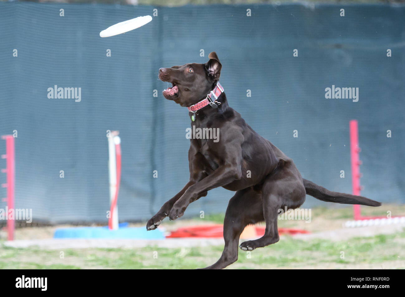 Chocolate Lab missing a disc and making a face Stock Photo - Alamy