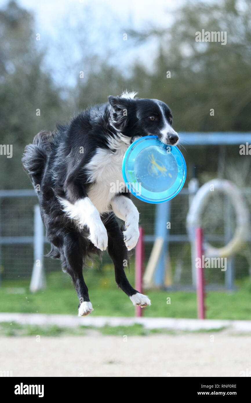 Border collie catching the disc in mid air Stock Photo - Alamy