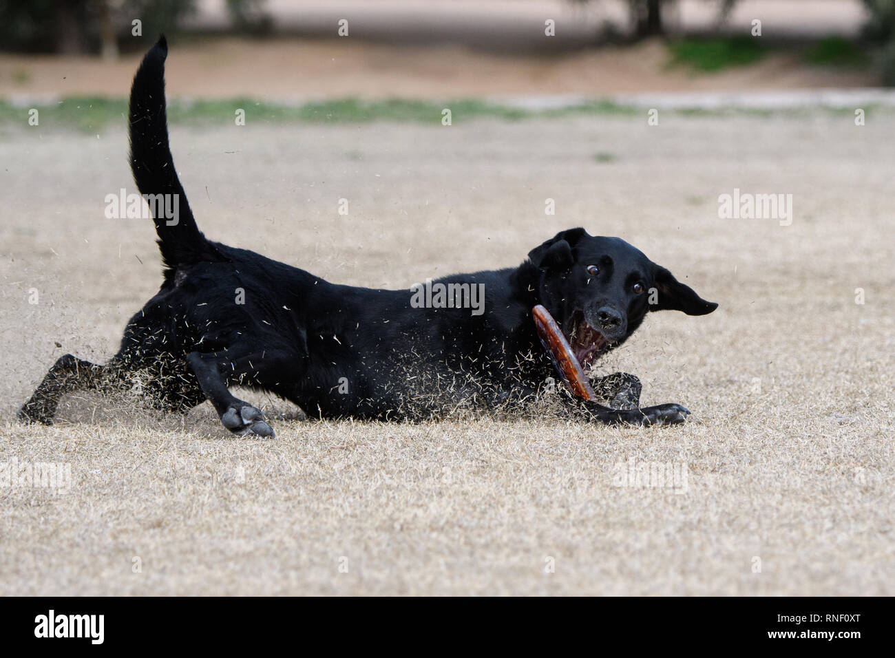 Black lab sliding in the dry grass for a disc Stock Photo - Alamy