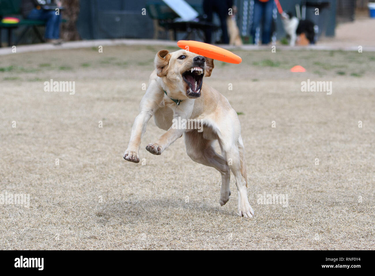 Teeth showing on a Labrador retriever grabbing a disc Stock Photo - Alamy
