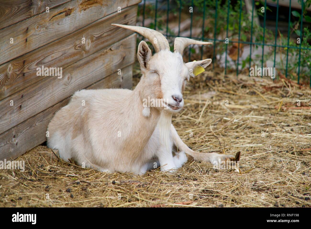 Horned beige goat sitting in the hay Stock Photo - Alamy