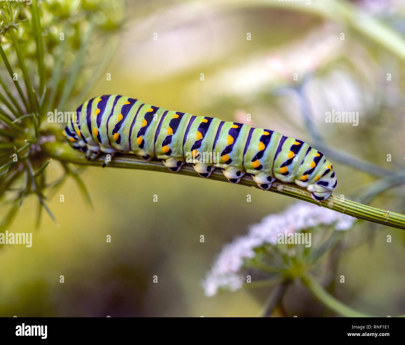 monarch butterfly or simply monarch, Danaus plexippus is milkweed ...