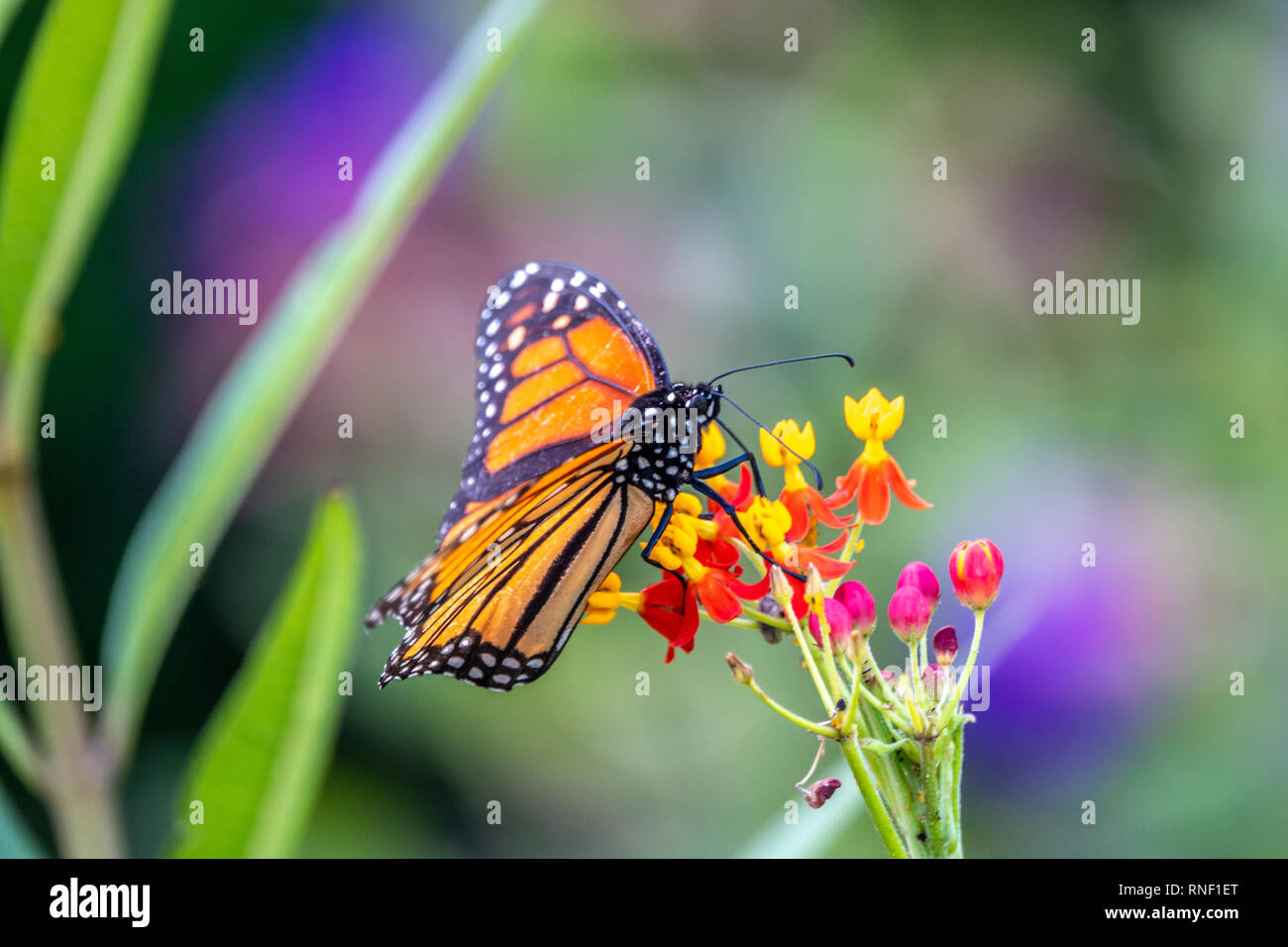 monarch butterfly or simply monarch, Danaus plexippus is milkweed ...
