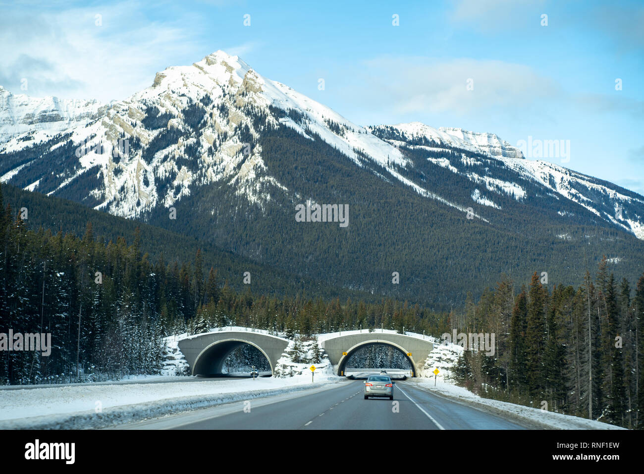 Animal crossing bridge along the Trans Canada Highway (Highway 1) in ...