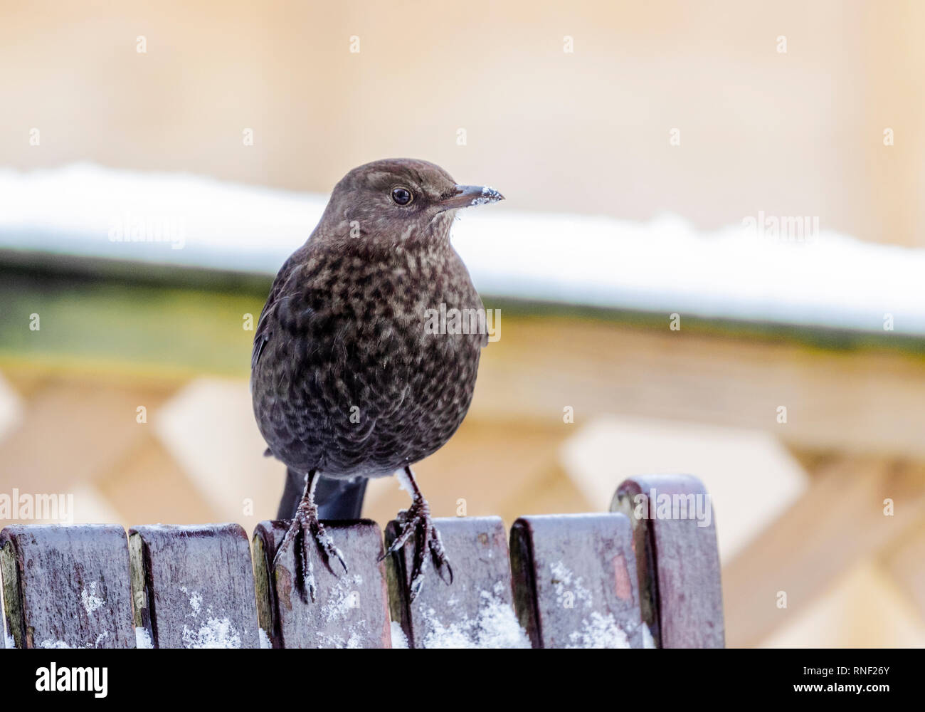 Female blackbird uk hi-res stock photography and images - Alamy