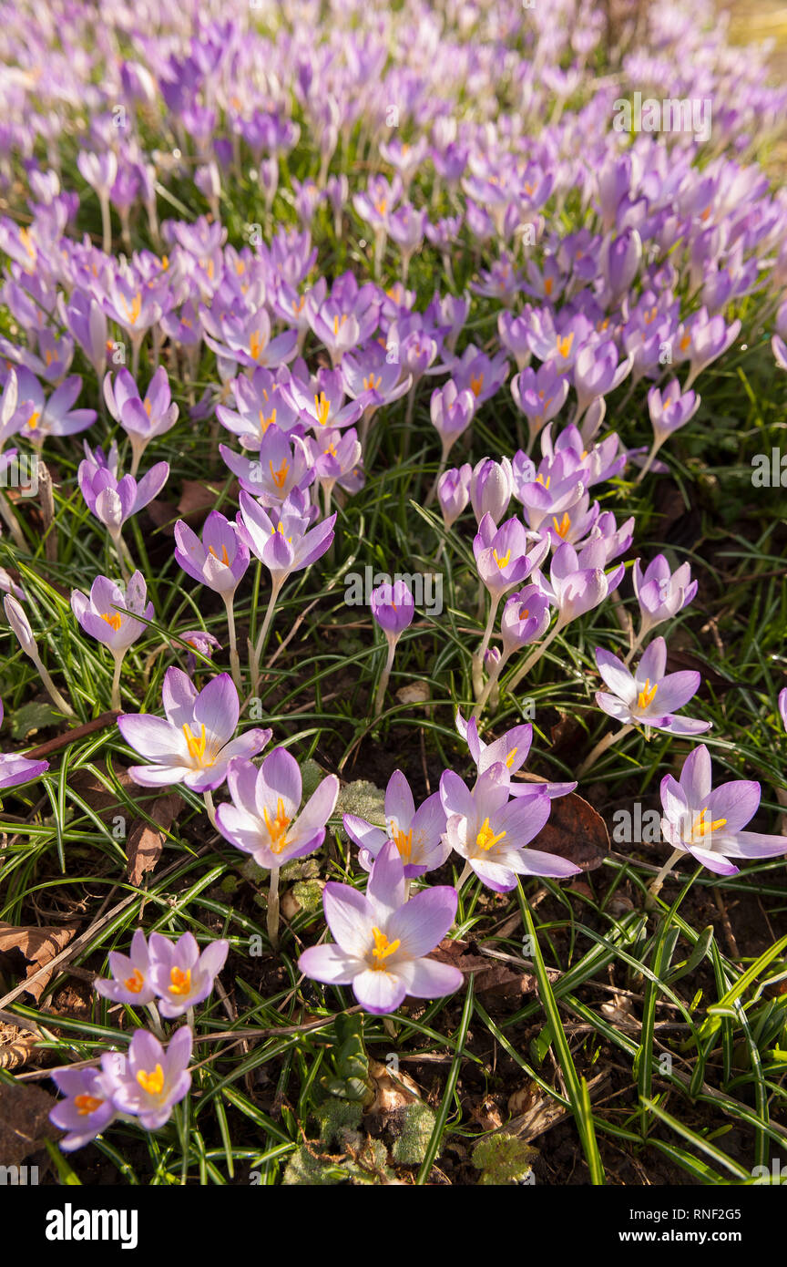 Early morning Spring sunshine causes early woodland purple crocuses to ...