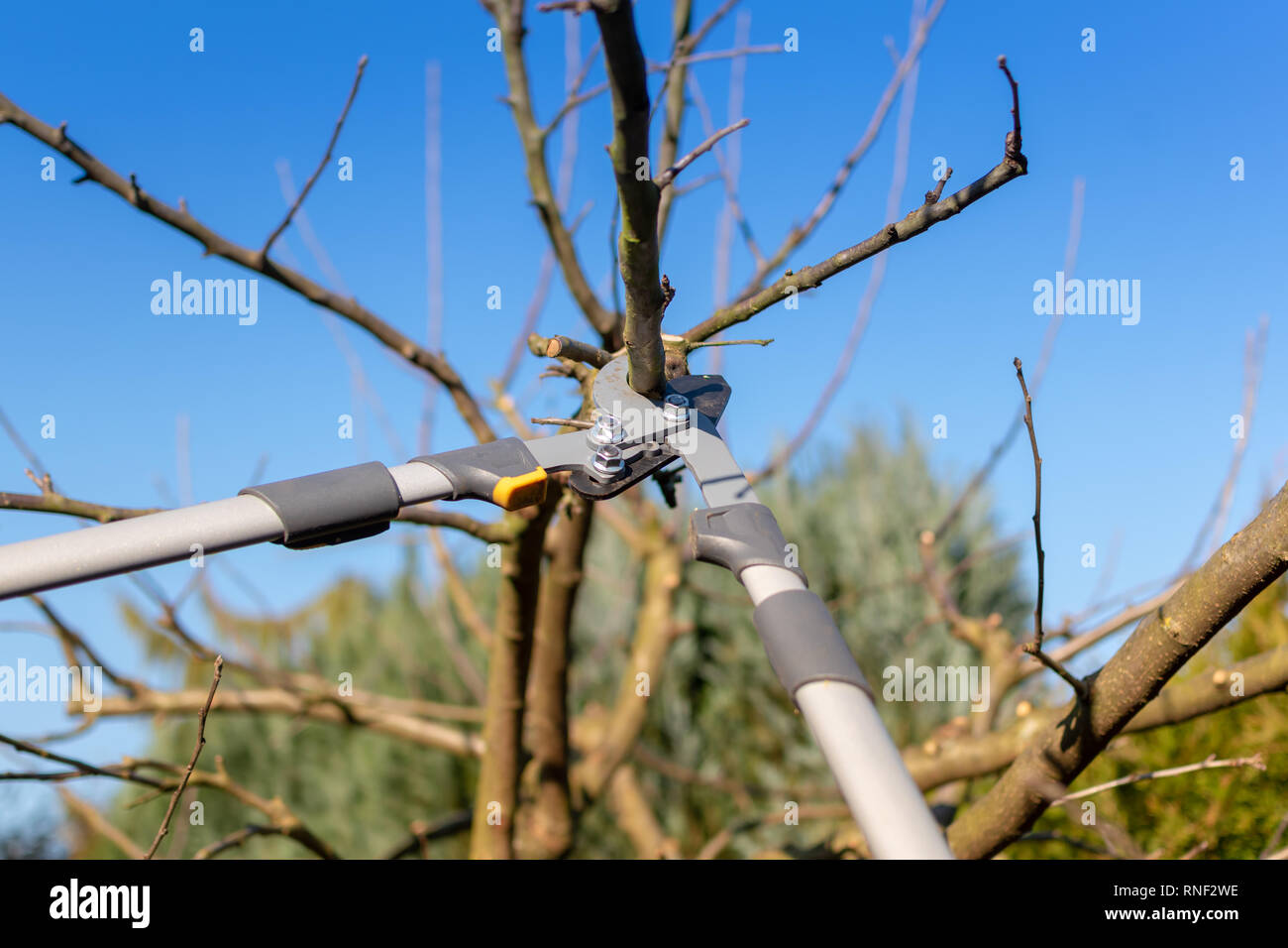 Apple trees cutting hi-res stock photography and images - Alamy