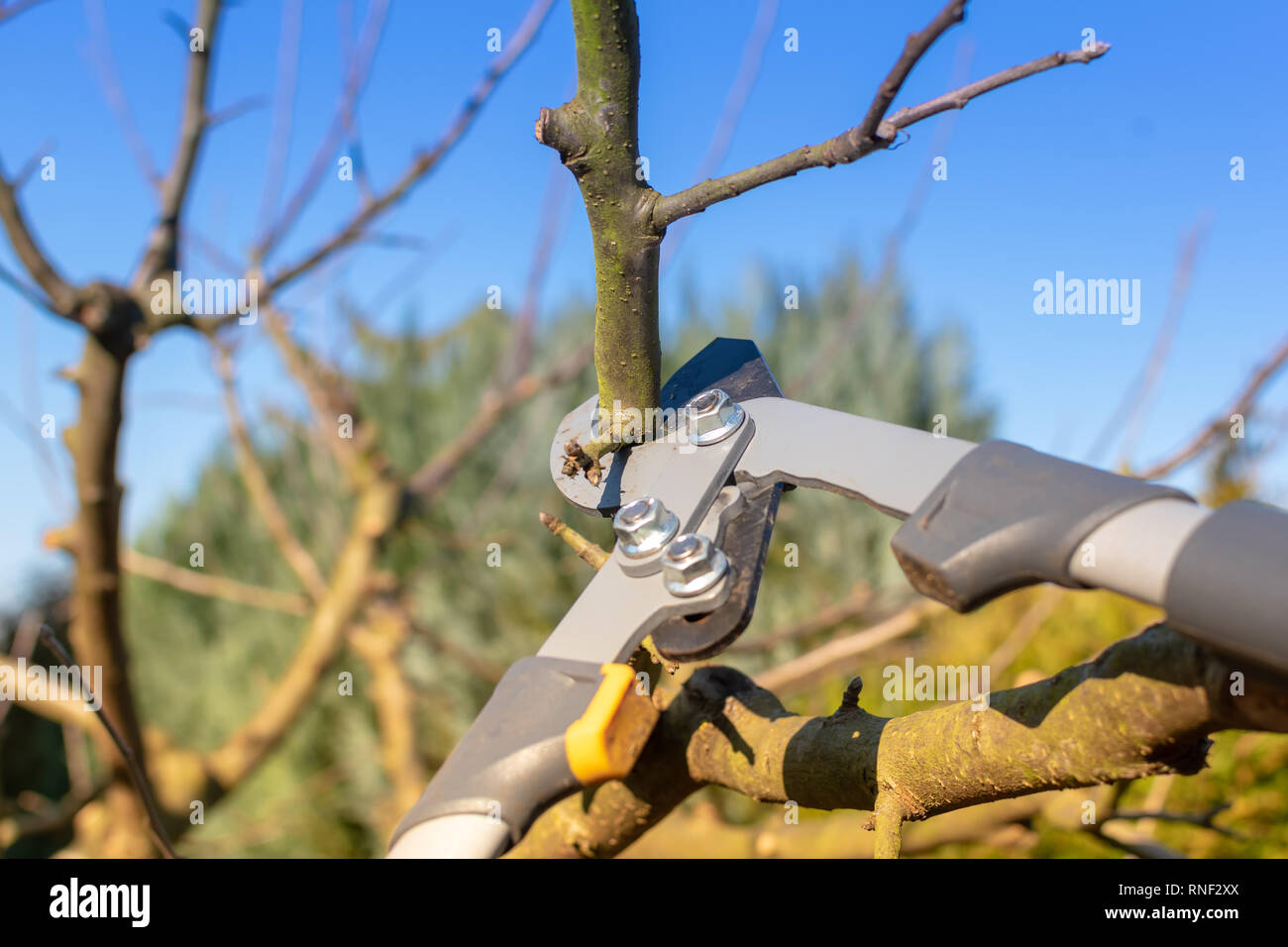 Cutting the apple tree in early spring with loppers Stock Photo - Alamy