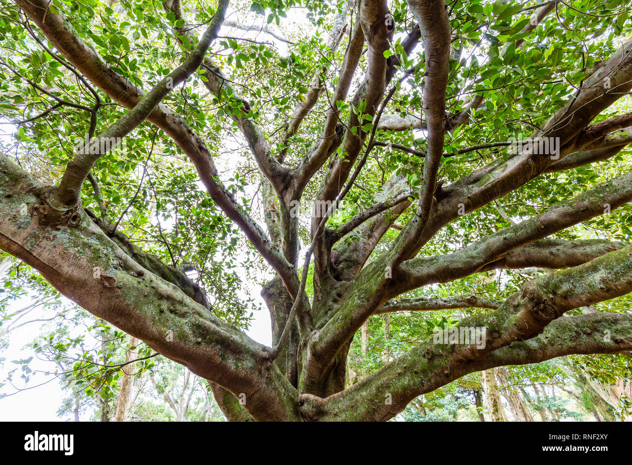 One beautiful tree, standing alone on a grassy hill with cloudy skies ...