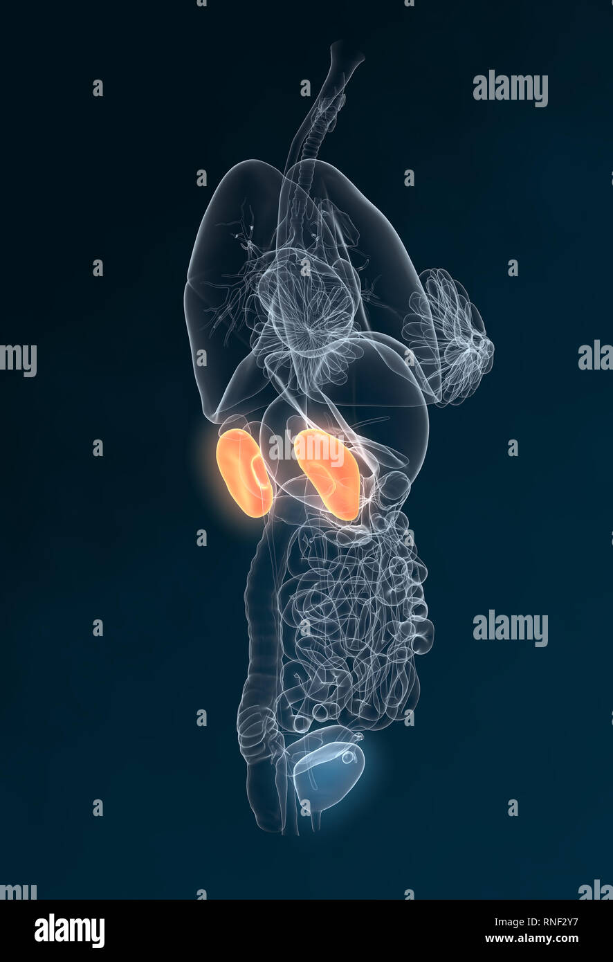 Female Urinary System Renal Artery