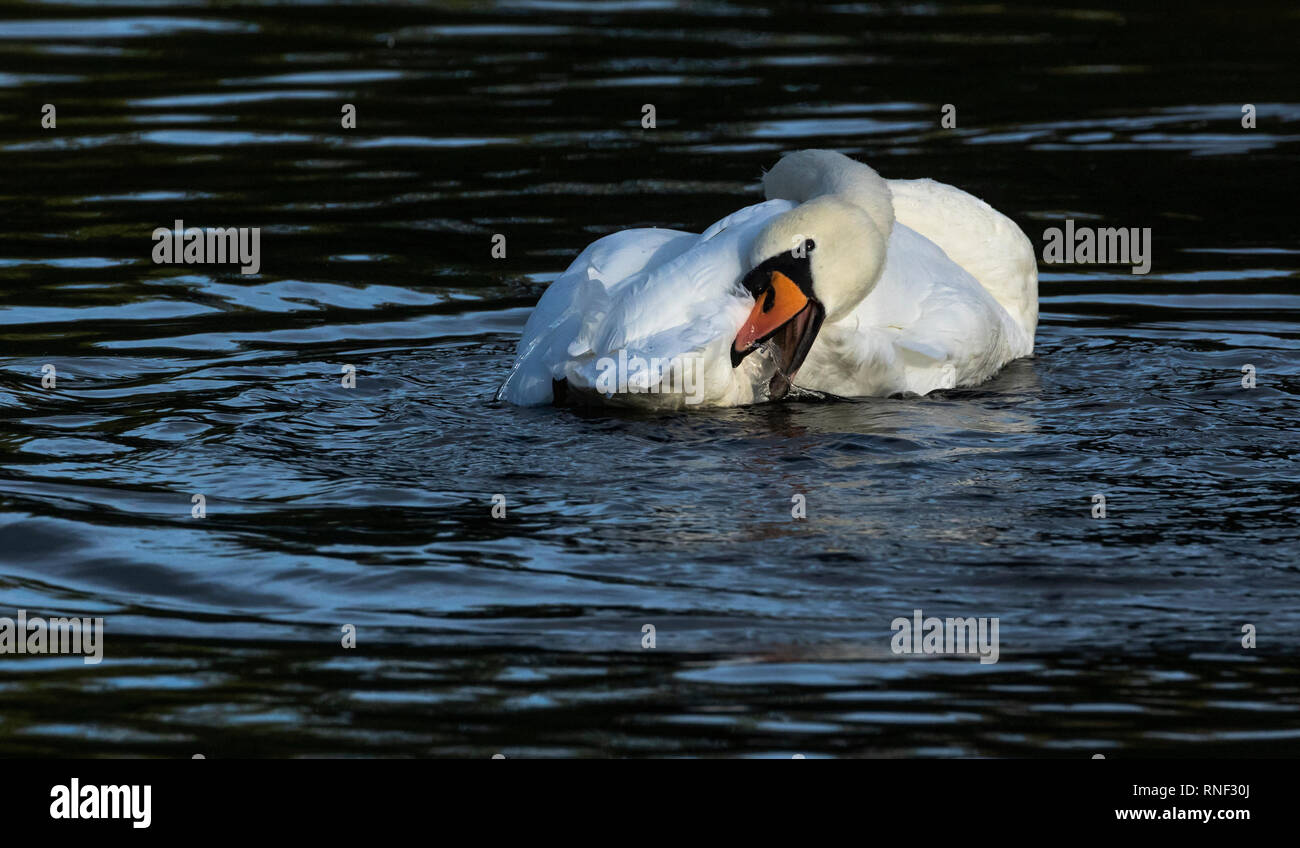 Swan preening while afloat hi-res stock photography and images - Alamy