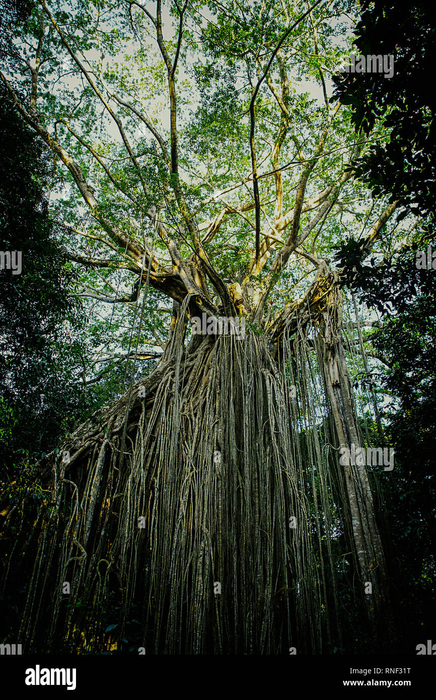 Curtain Of Roots High Resolution Stock Photography and Images - Alamy