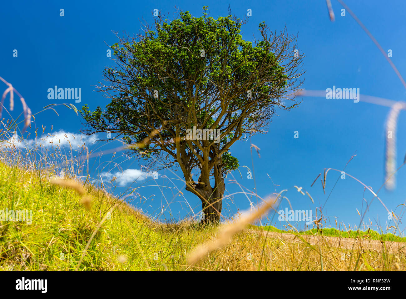 One beautiful tree, standing alone on a grassy hill with cloudy skies ...
