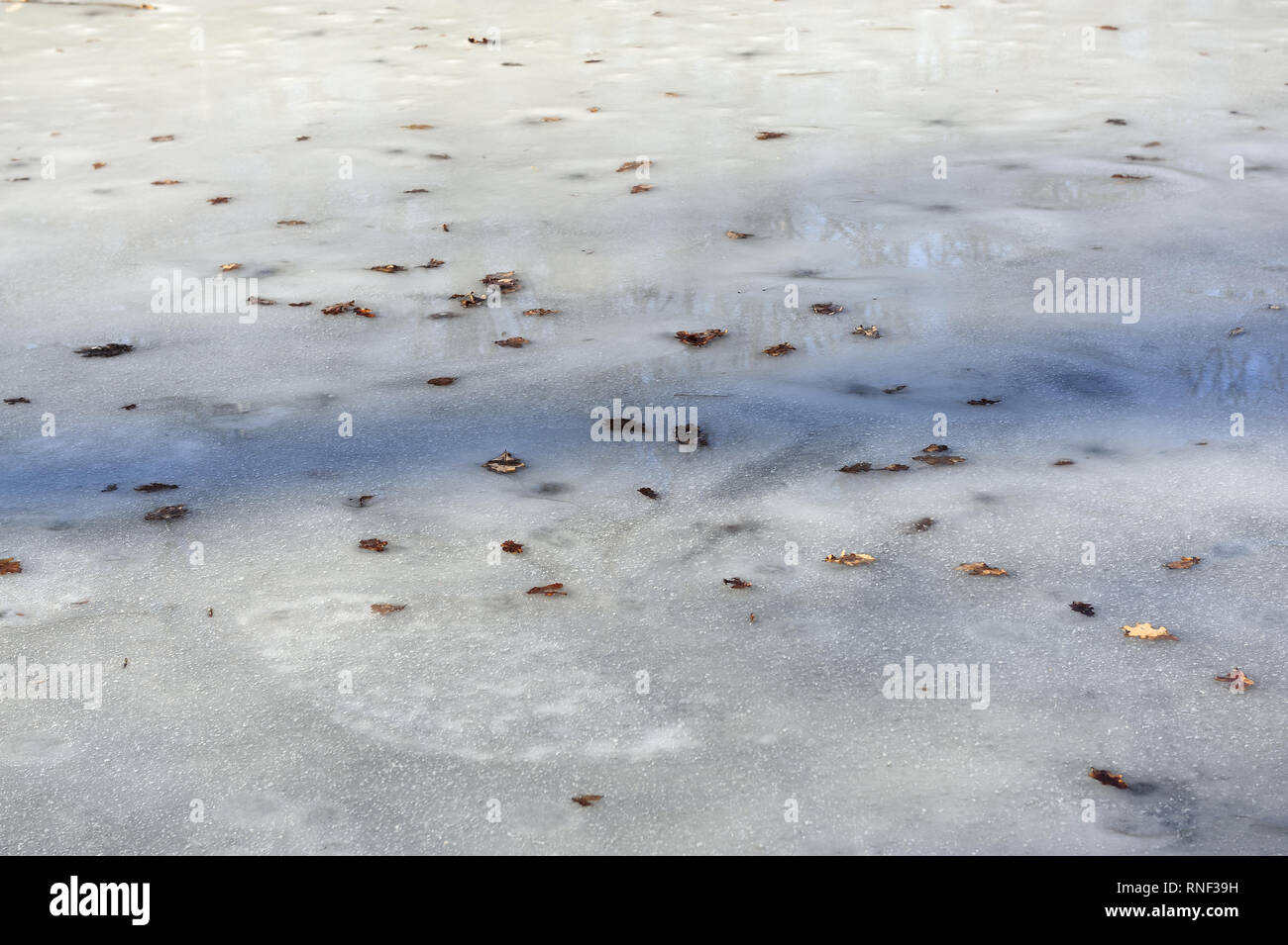 mystery, natural, nature, outdoor, root, scene, season, spooky, spring ...