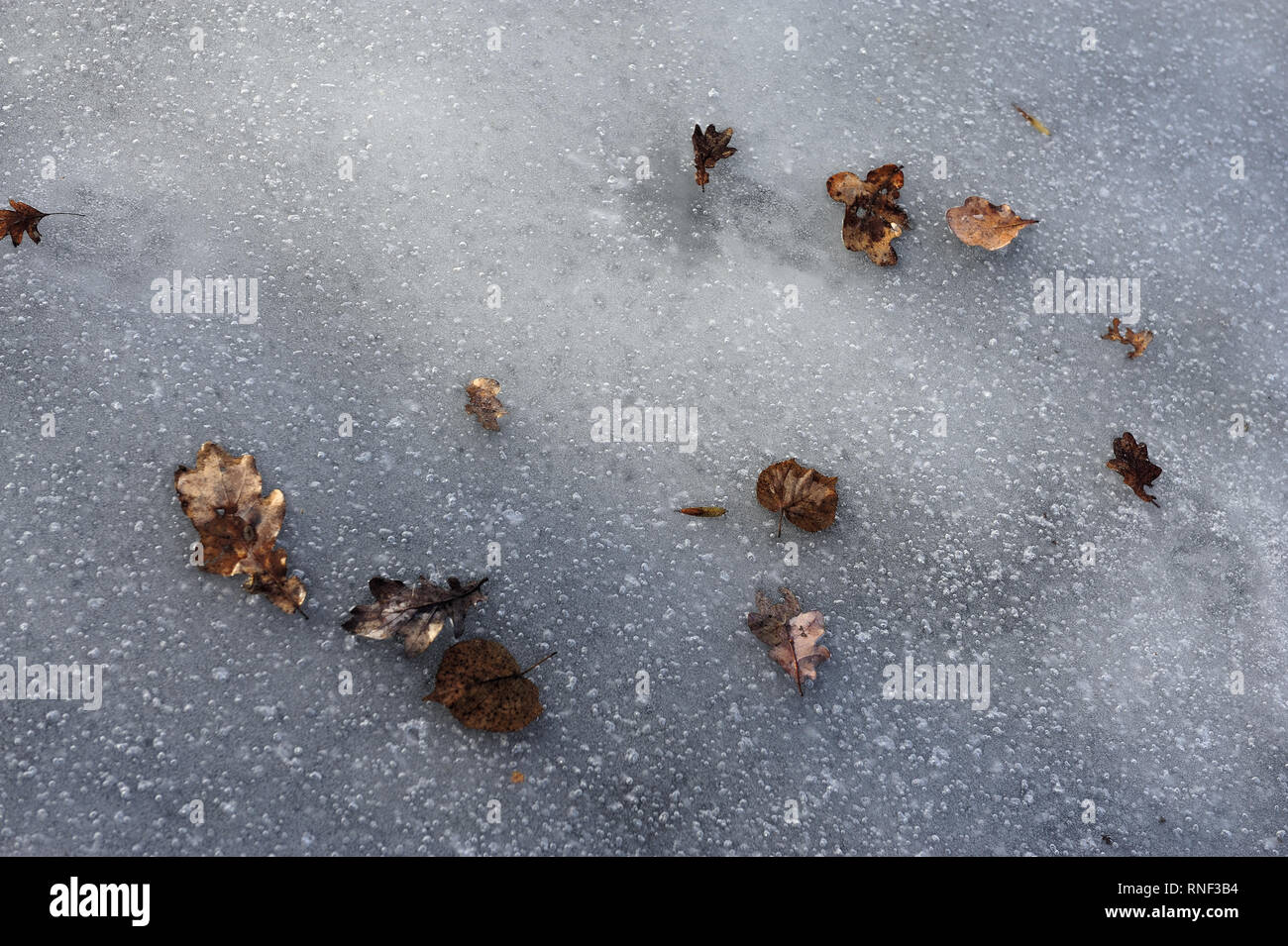 mystery, natural, nature, outdoor, root, scene, season, spooky, spring ...