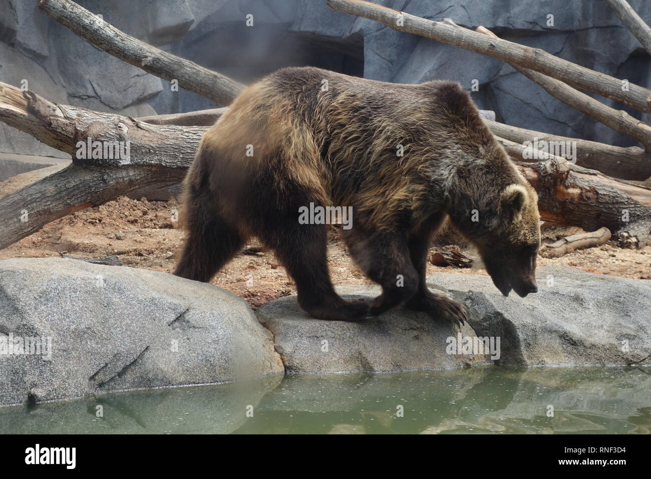 Bear drinking water hi-res stock photography and images - Alamy