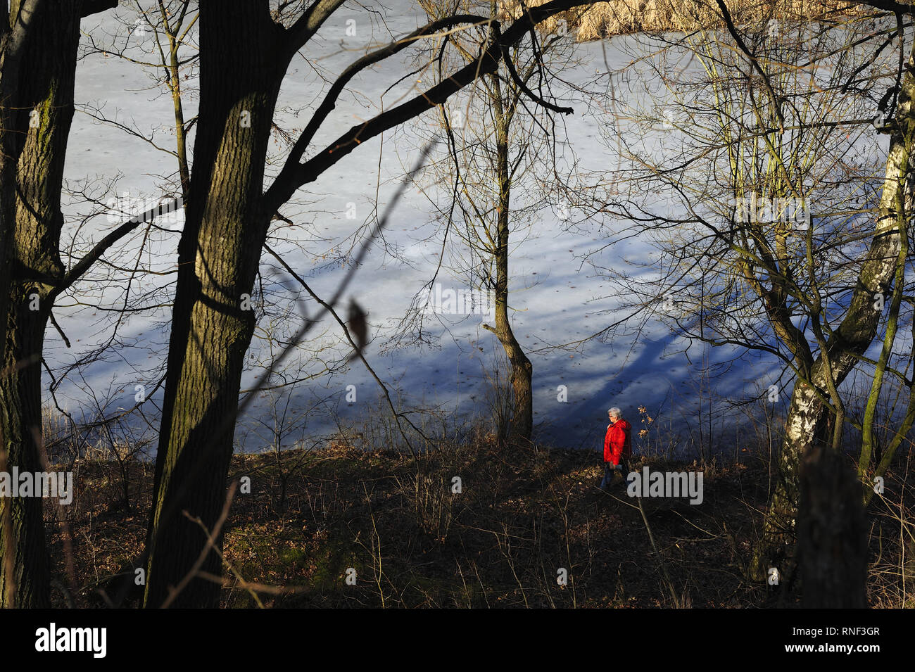 mystery, natural, nature, outdoor, root, scene, season, spooky, spring ...