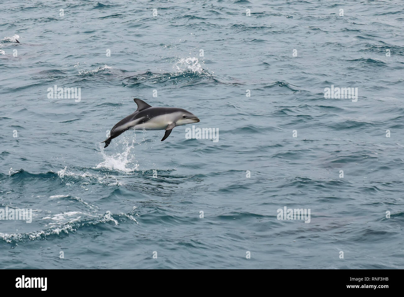 Dusky dolphin hi-res stock photography and images - Alamy