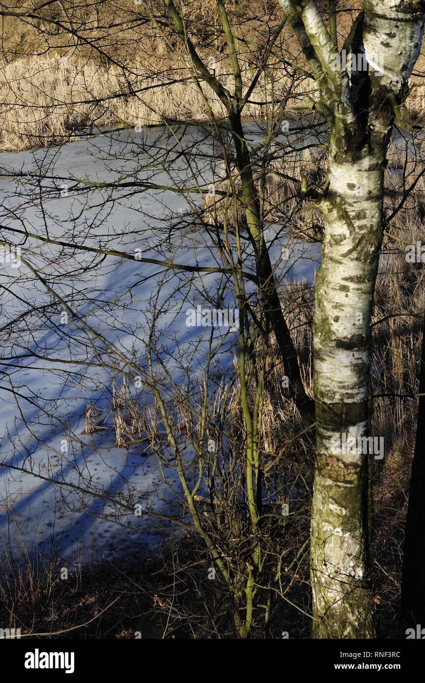 mystery, natural, nature, outdoor, root, scene, season, spooky, spring ...