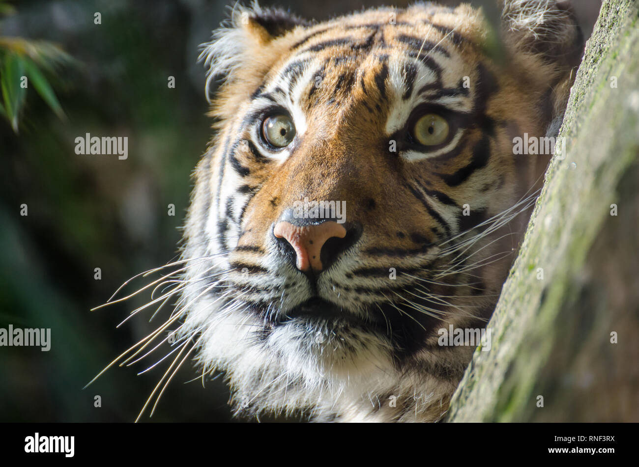 The hypnotic and fascinating gaze of a Sumatran tiger. It lives in Asia ...