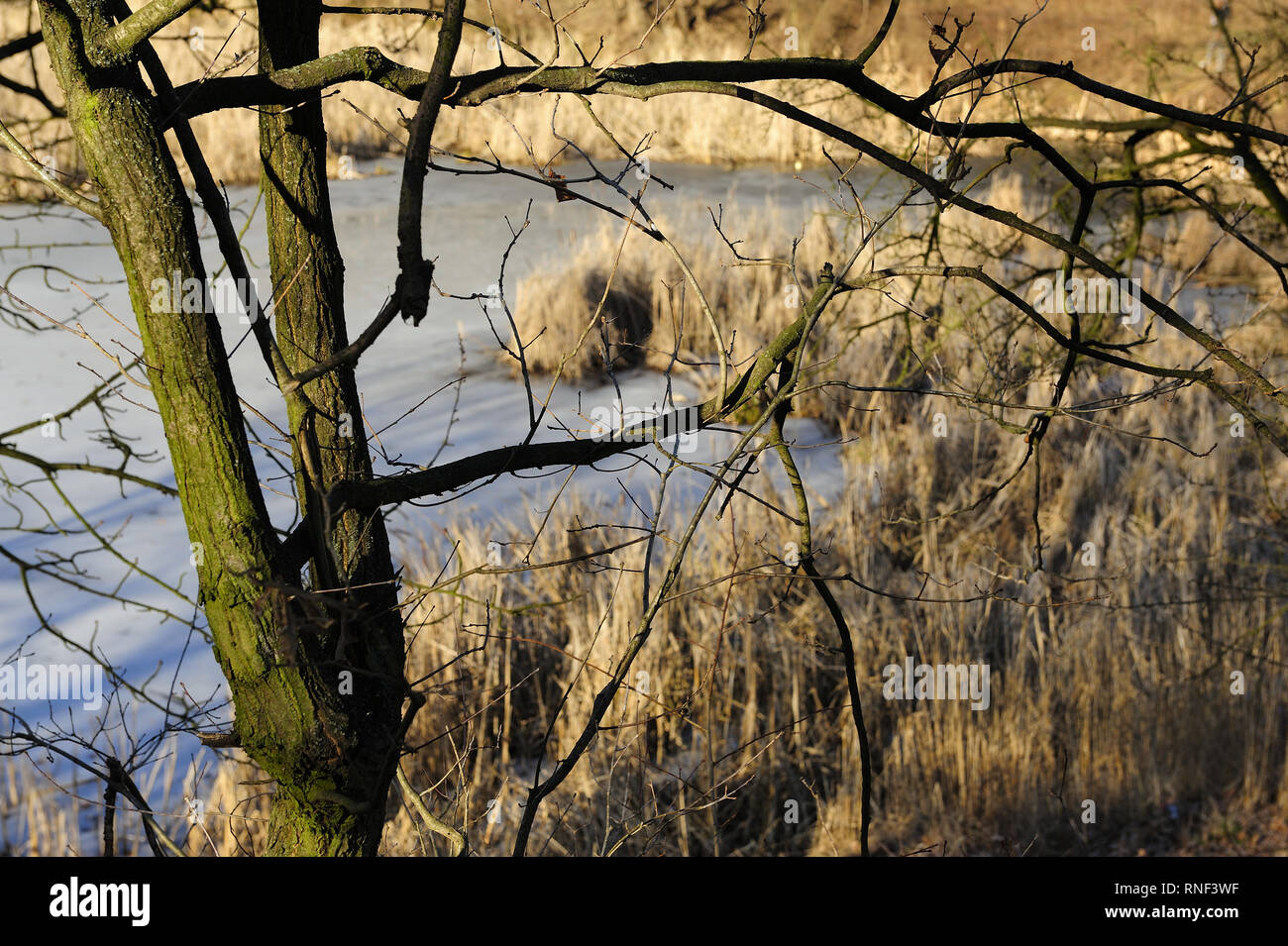 mystery, natural, nature, outdoor, root, scene, season, spooky, spring ...