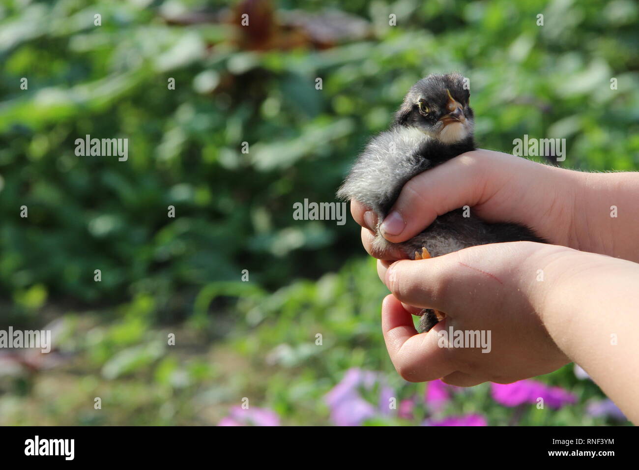 Chicken in children's hands. New life. Small bird. Little chicken on ...