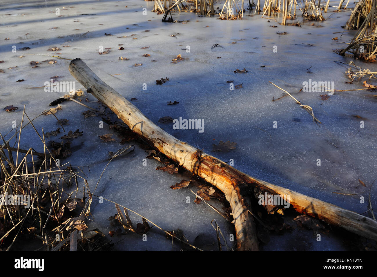 mystery, natural, nature, outdoor, root, scene, season, spooky, spring ...