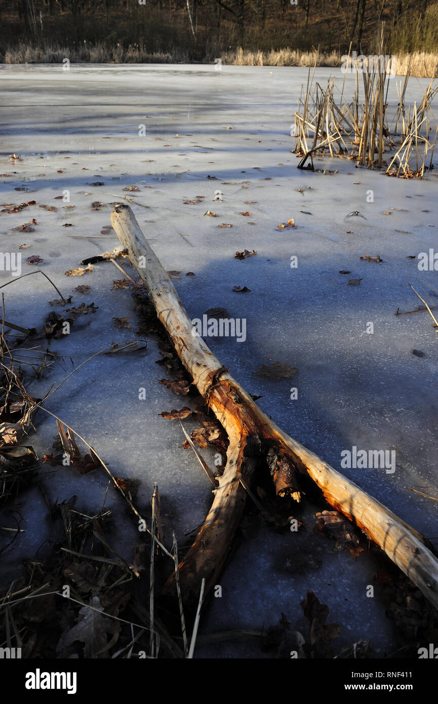 mystery, natural, nature, outdoor, root, scene, season, spooky, spring ...