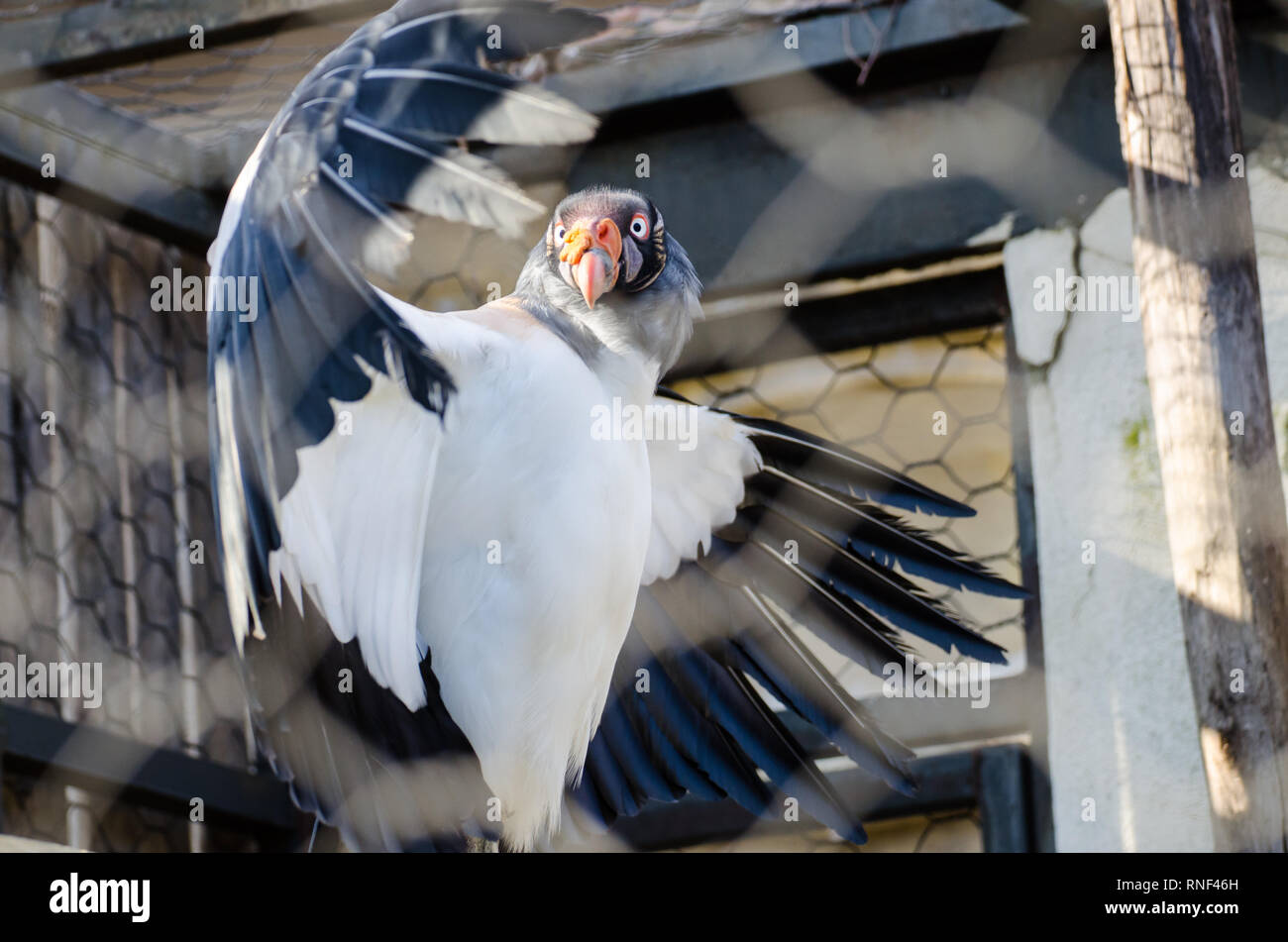 A Pope vulture with open wings in the aviary of a zoo. It is one of the ...