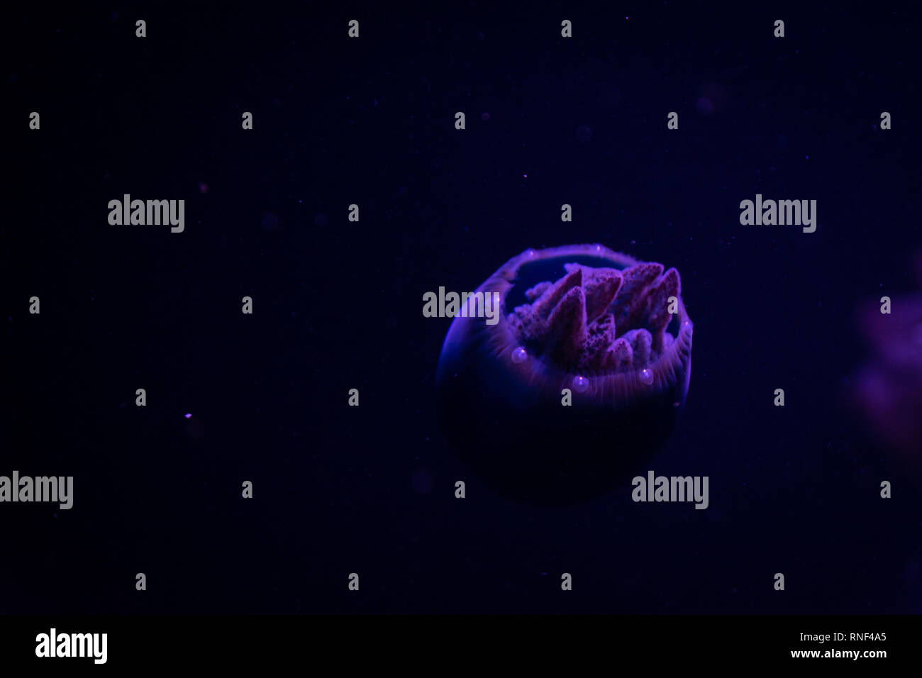 Stingy fish hi-res stock photography and images - Alamy