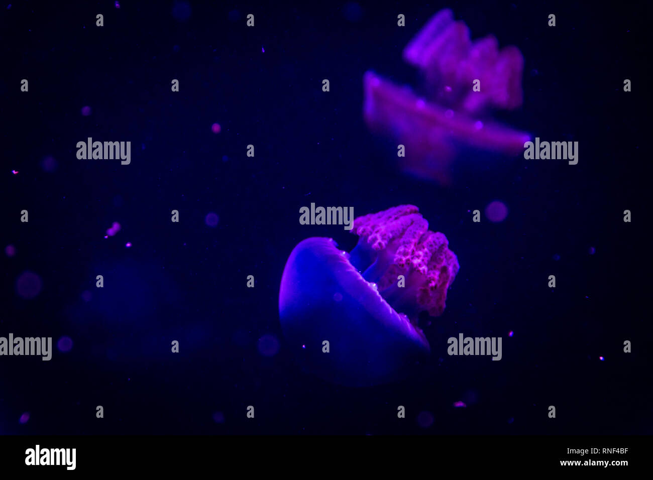 Stingy fish hi-res stock photography and images - Alamy