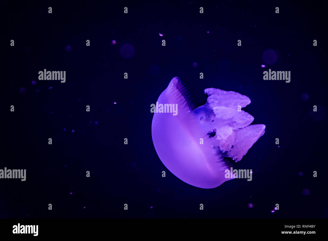 Stingy fish hi-res stock photography and images - Alamy