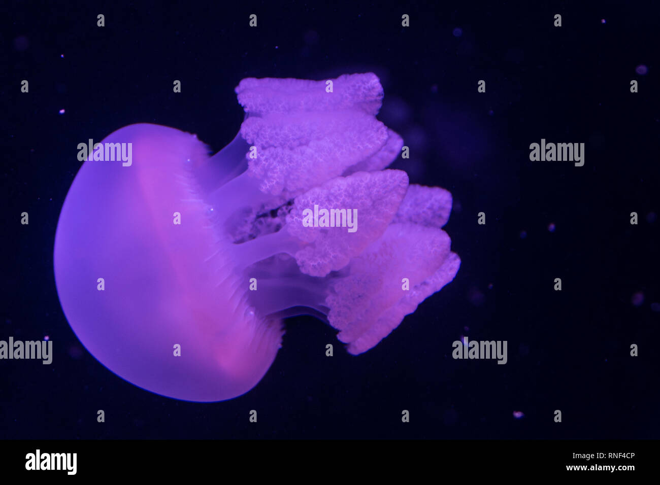 Stingy fish hi-res stock photography and images - Alamy