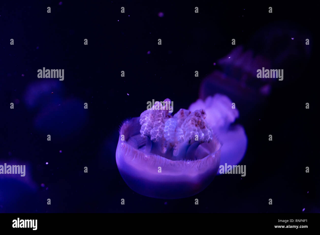 Stingy fish hi-res stock photography and images - Alamy