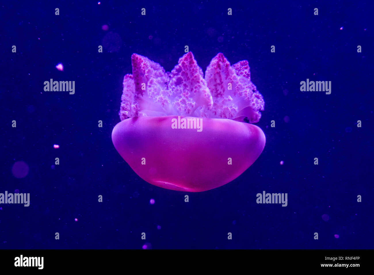 Jellyfish ecosystem hi-res stock photography and images - Alamy
