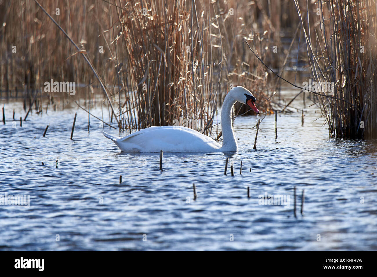 Wild swans at the lake Stock Photo - Alamy