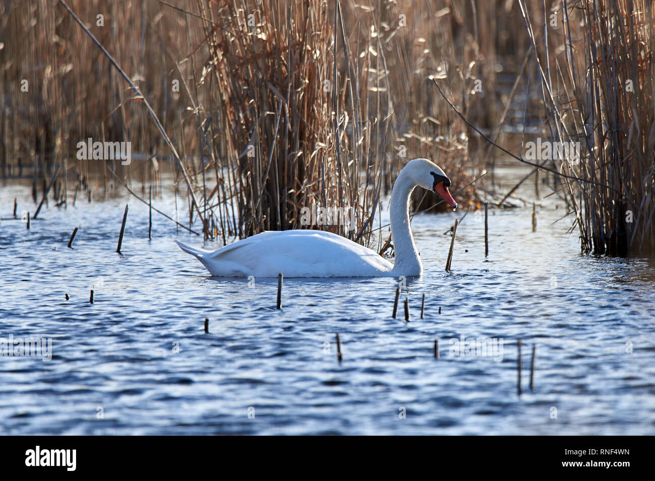 Wild swans at the lake Stock Photo - Alamy
