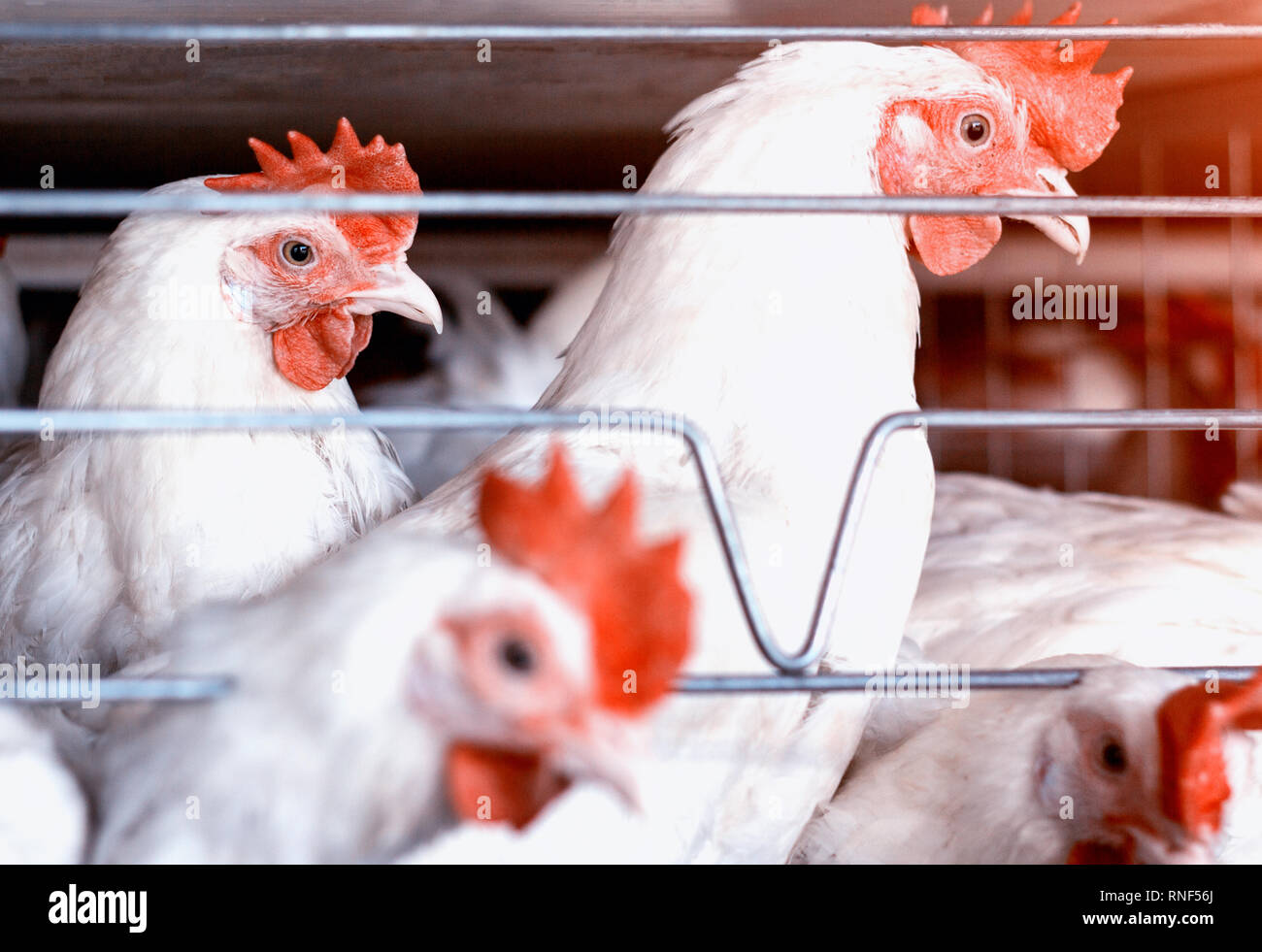 Broiler barn hi-res stock photography and images - Alamy