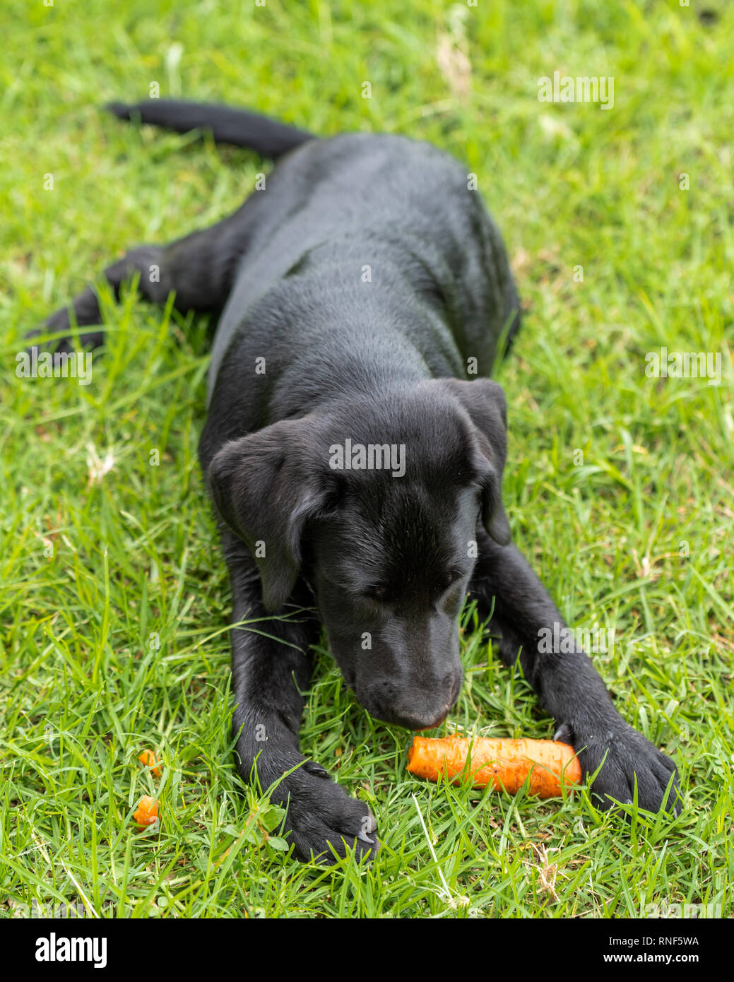 Black labrador with toy hi-res stock photography and images - Alamy