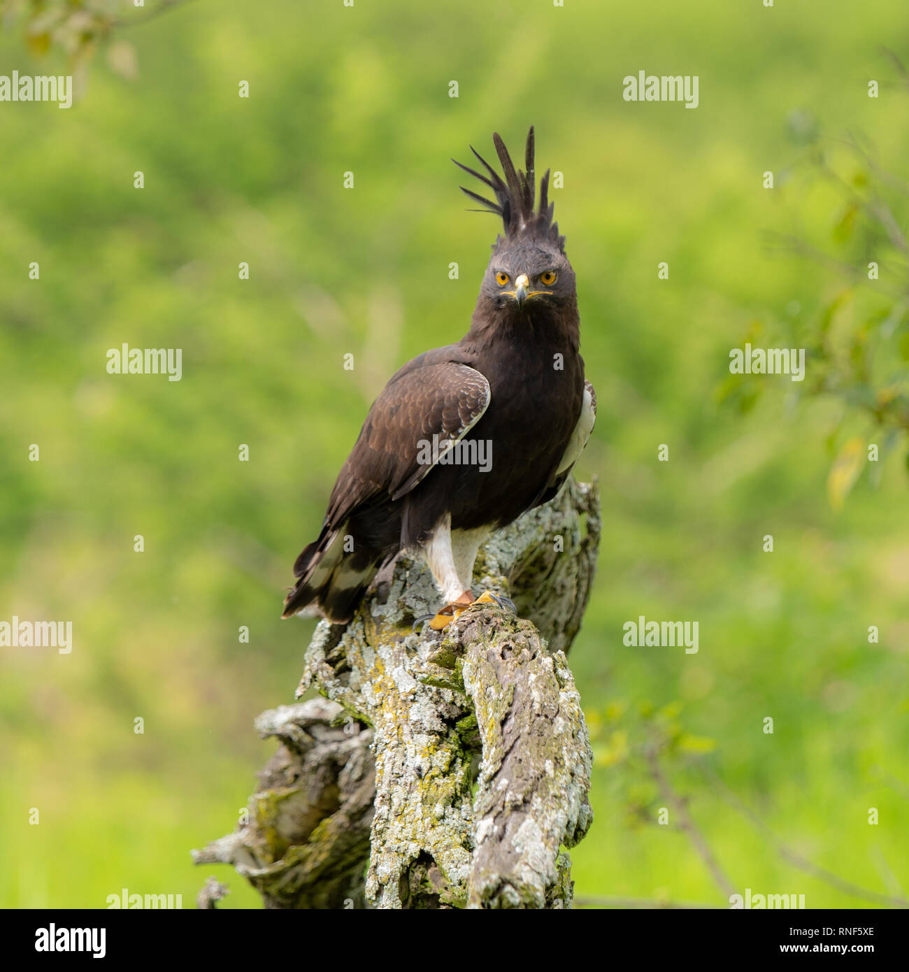 Long crested eagle crest hi-res stock photography and images - Alamy