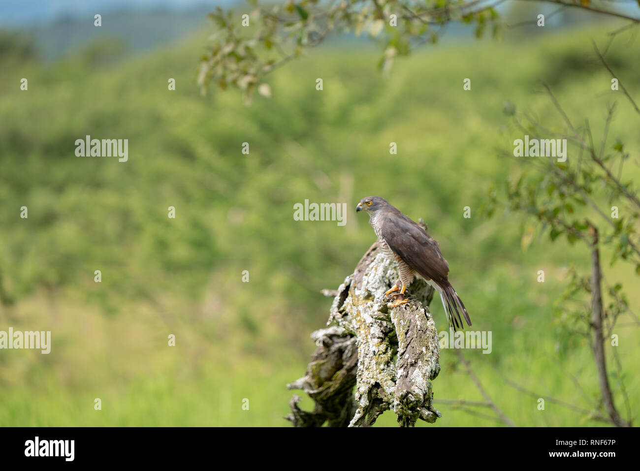 African goshawk hi-res stock photography and images - Alamy